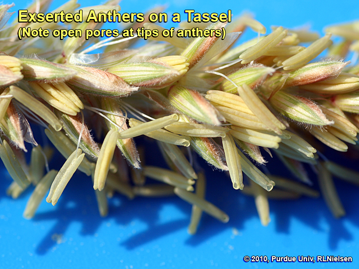 Tassel Emergence & Pollen Shed - Corny News Network (Purdue University)