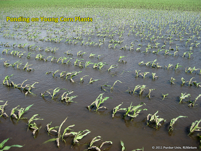 Effects of Flooding or Ponding on Corn Prior to Tasseling - Corny News ...
