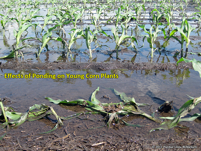 Effects of Flooding or Ponding on Corn Prior to Tasseling - Corny News ...