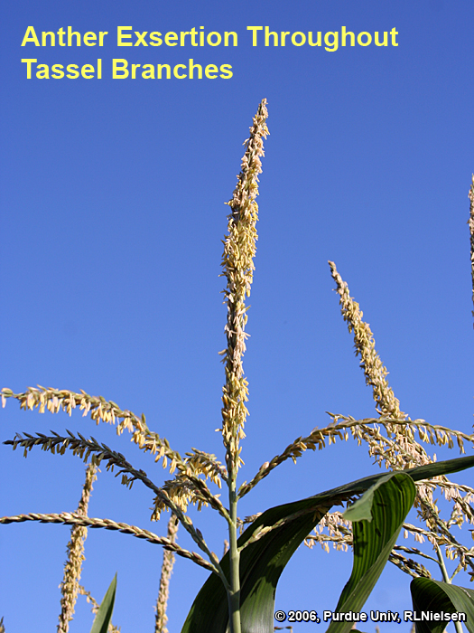 Tassel Emergence And Pollen Shed Corny News Network Purdue University