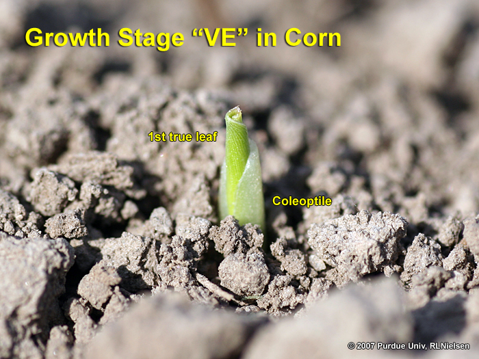 The Emergence Process in Corn - Corny News Network (Purdue University)