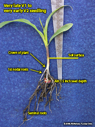 Root Development in Young Corn - Corny News Network (Purdue University)